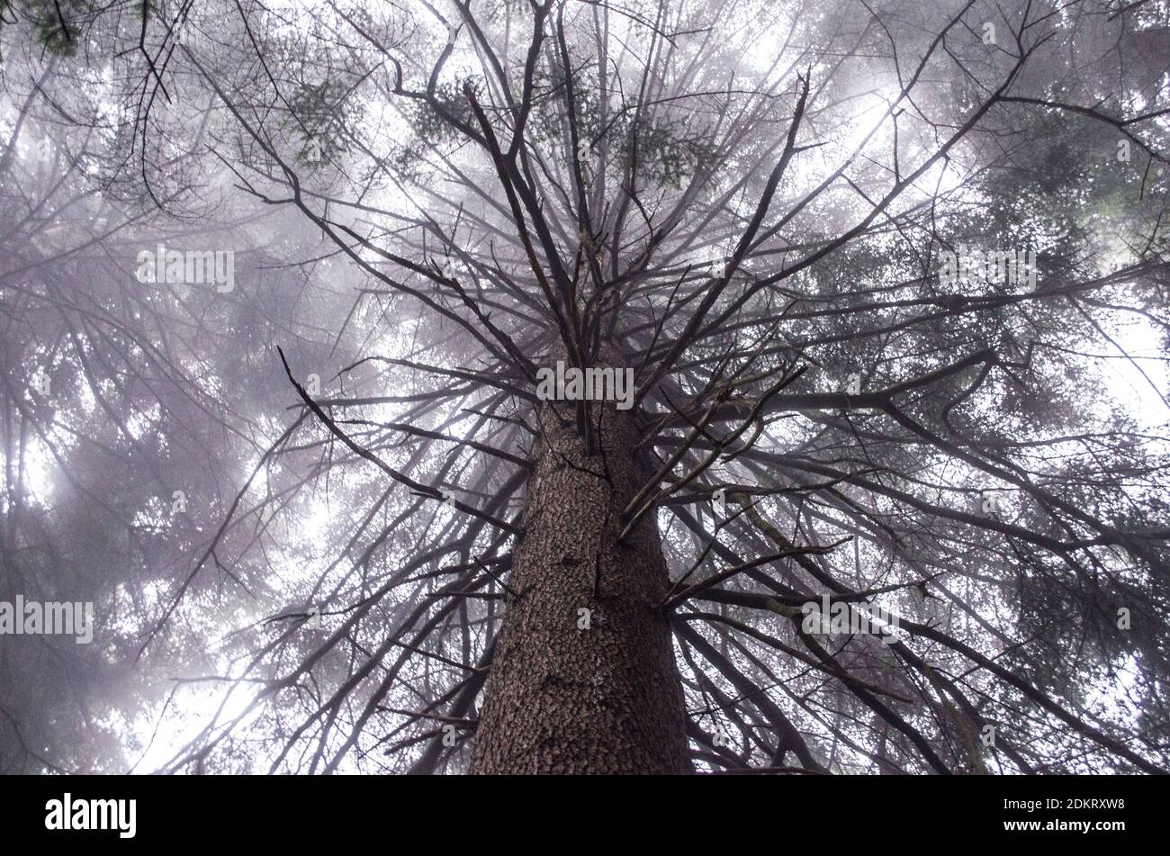 Scary ugly tree hi-res stock photography and images - Alamy
