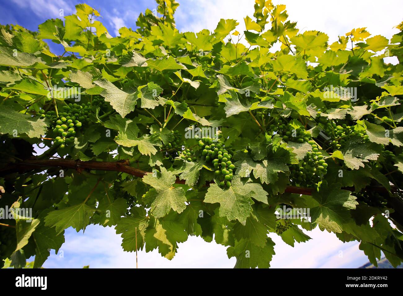 Unripe grapes on the vine Stock Photo - Alamy