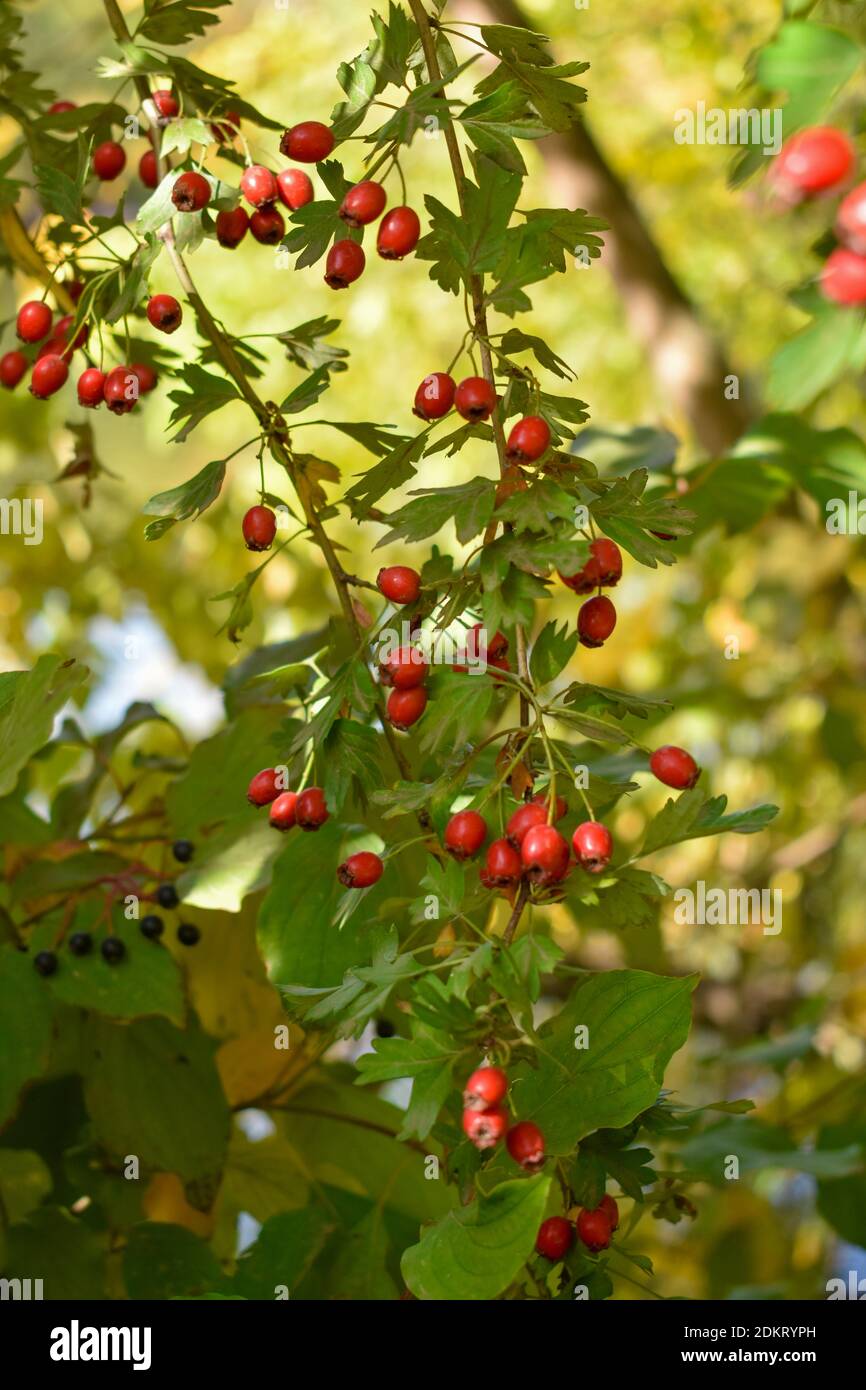 Beautiful hawthorn branches Stock Photo - Alamy