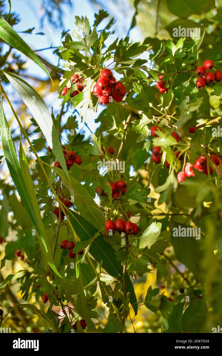Beautiful hawthorn branches Stock Photo - Alamy