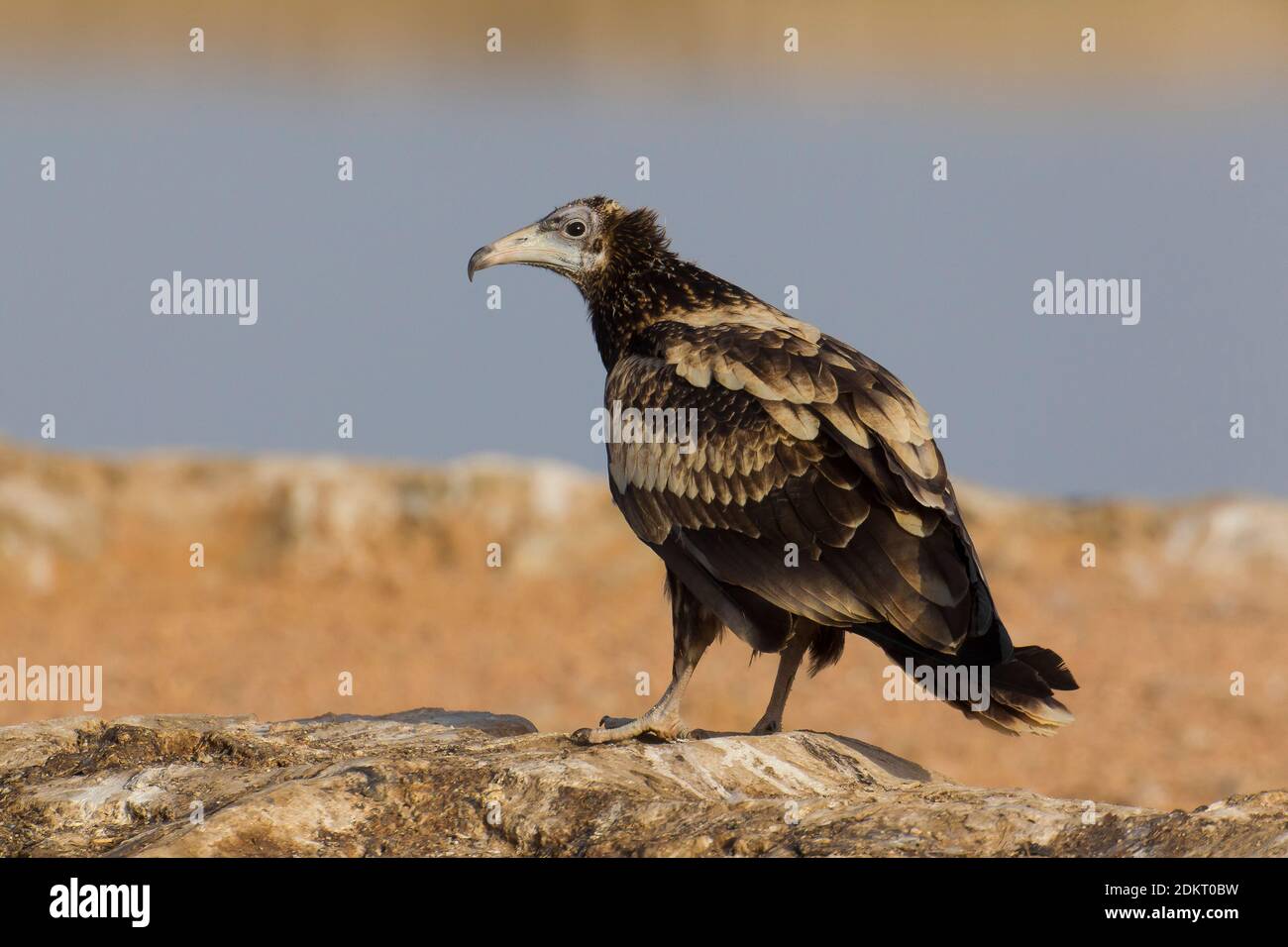 Juveniele Aasgier aan de grond; Juvenile Egyptian Vulture perched on ...