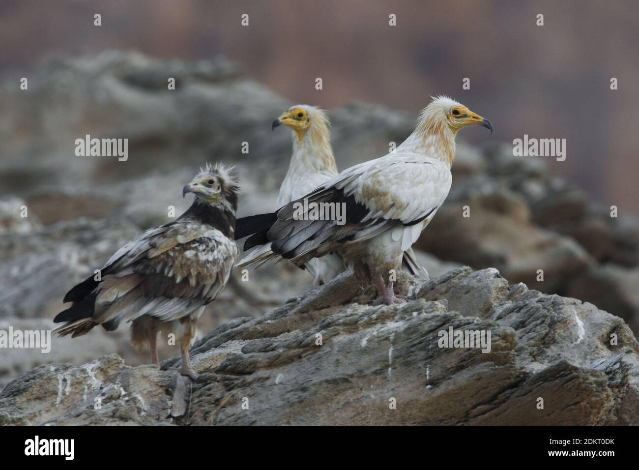 Aasgier in zit; Egyptian Vulture perched Stock Photo - Alamy