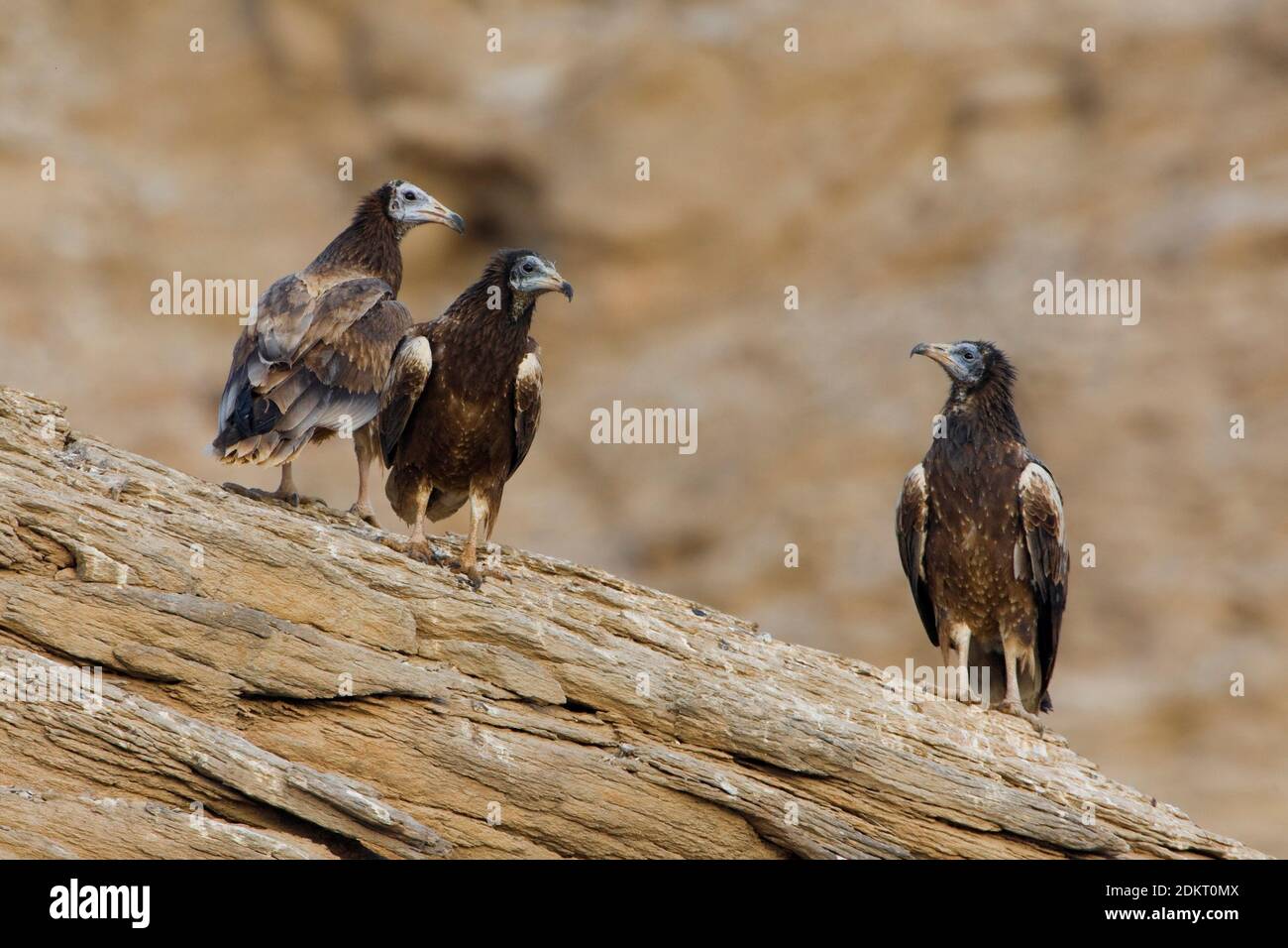 Juveniele Aasgier aan de grond; Juvenile Egyptian Vulture perched on ...