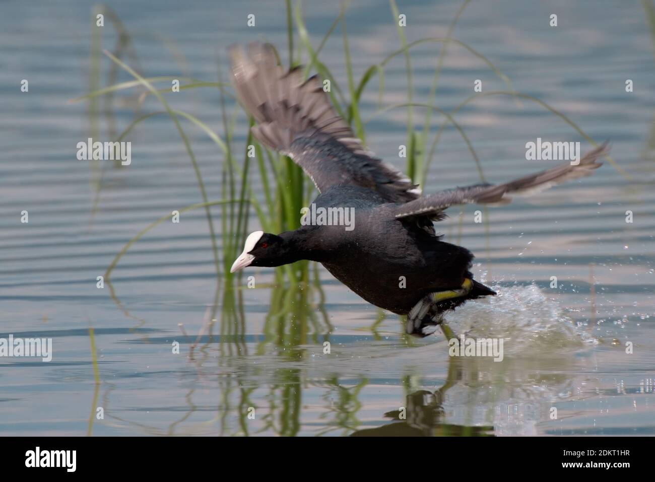 Opvliegende Meerkoet; Eurasian Coot taking off Stock Photo - Alamy