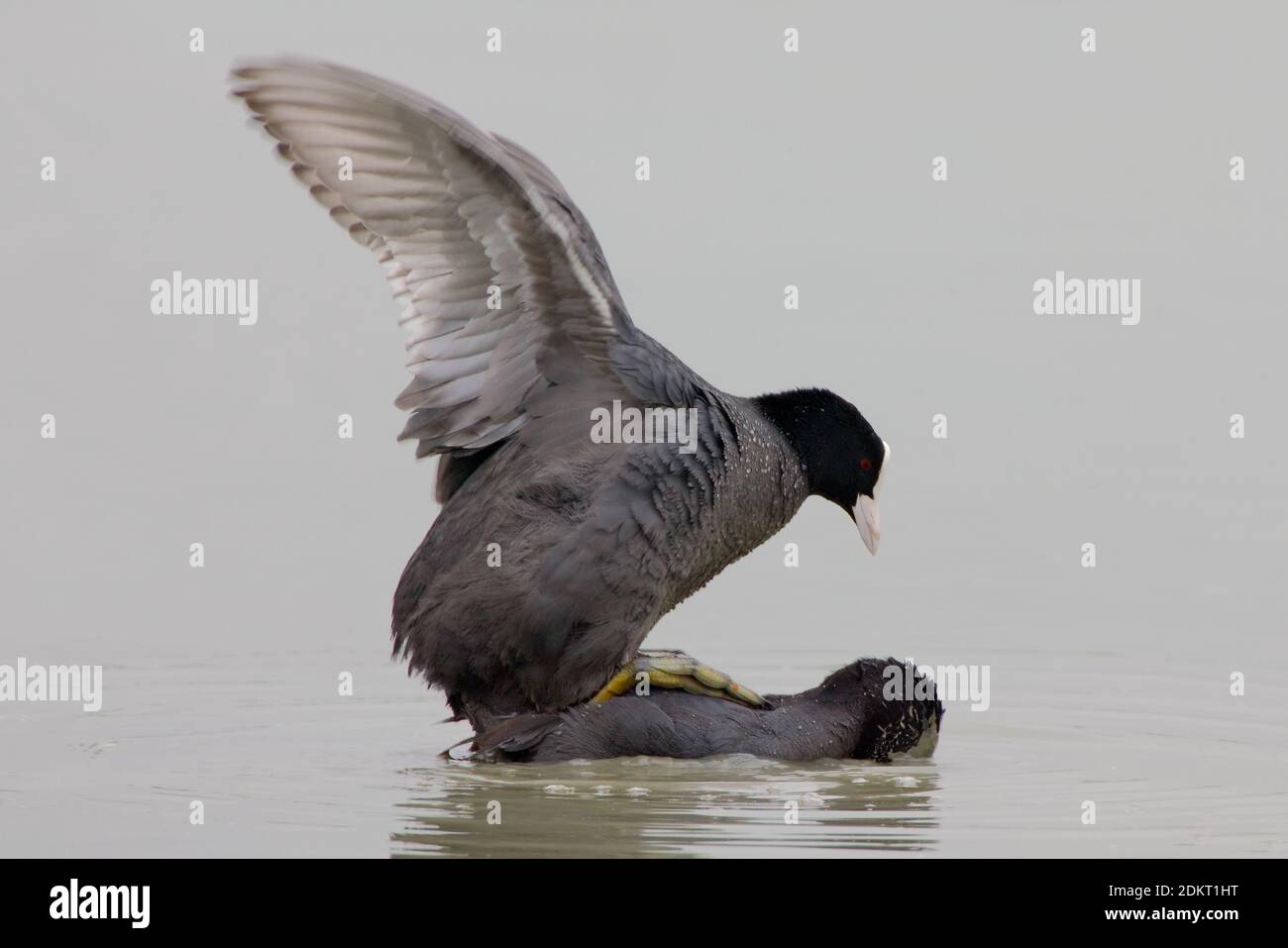 Parende Meerkoeten; Eurasian Coots mating Stock Photo - Alamy