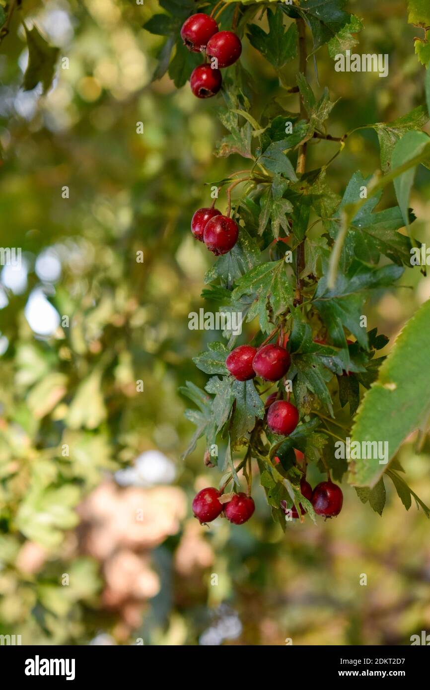Beautiful hawthorn branches Stock Photo - Alamy