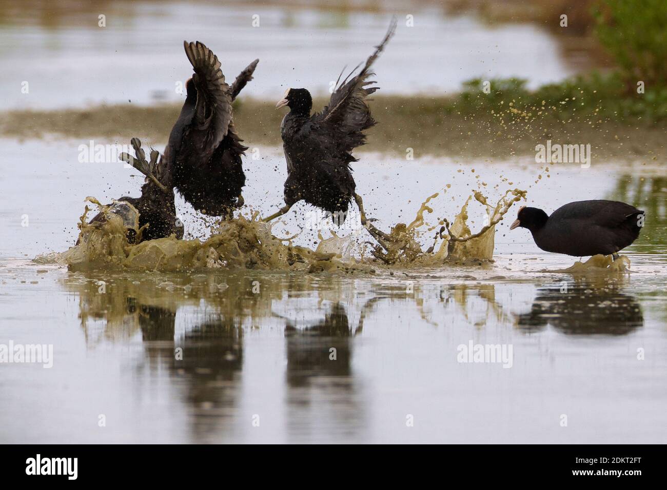 Groep Meerkoeten; Group of Eurasian Coots Stock Photo - Alamy