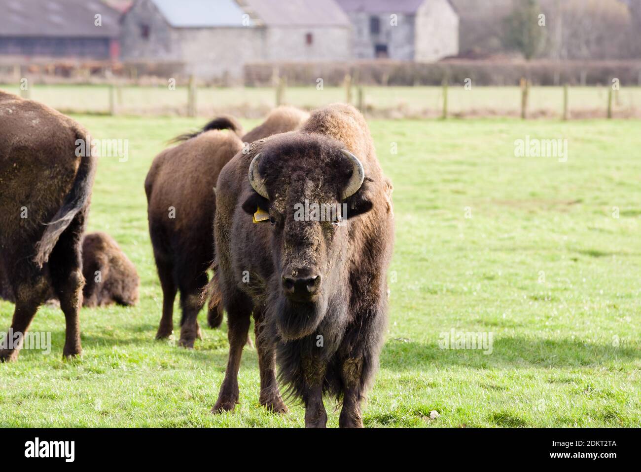 North American bison at the Rhug Estate in Corwen North Wales the ...