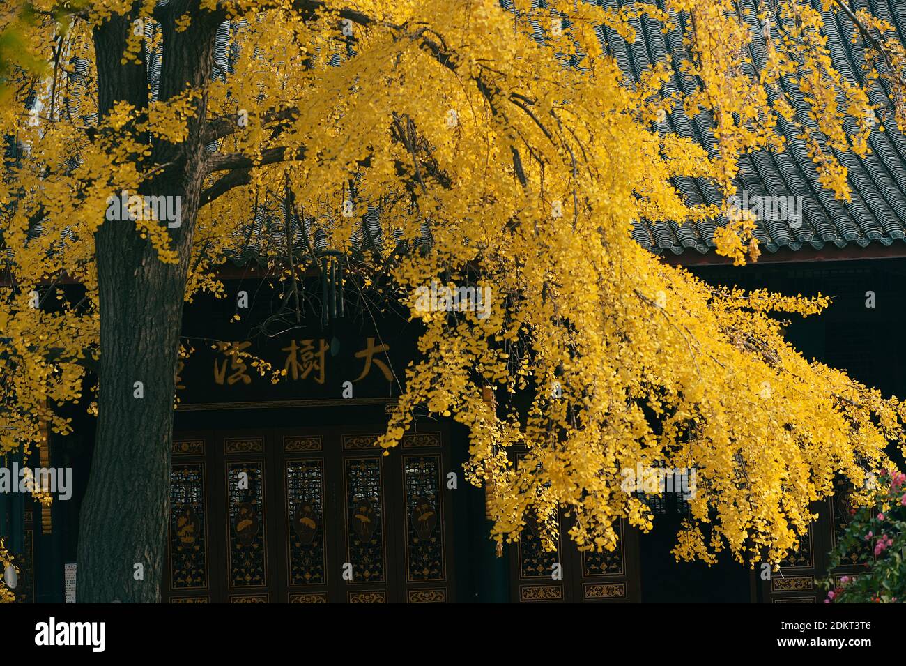 Ginkgo trees shine in golden color in the Daci Temple in winter in ...