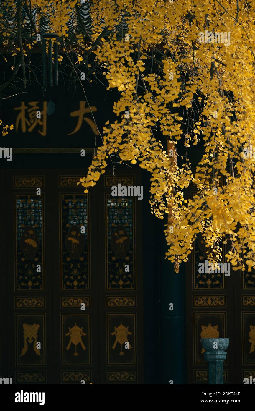 Ginkgo trees shine in golden color in the Daci Temple in winter in ...