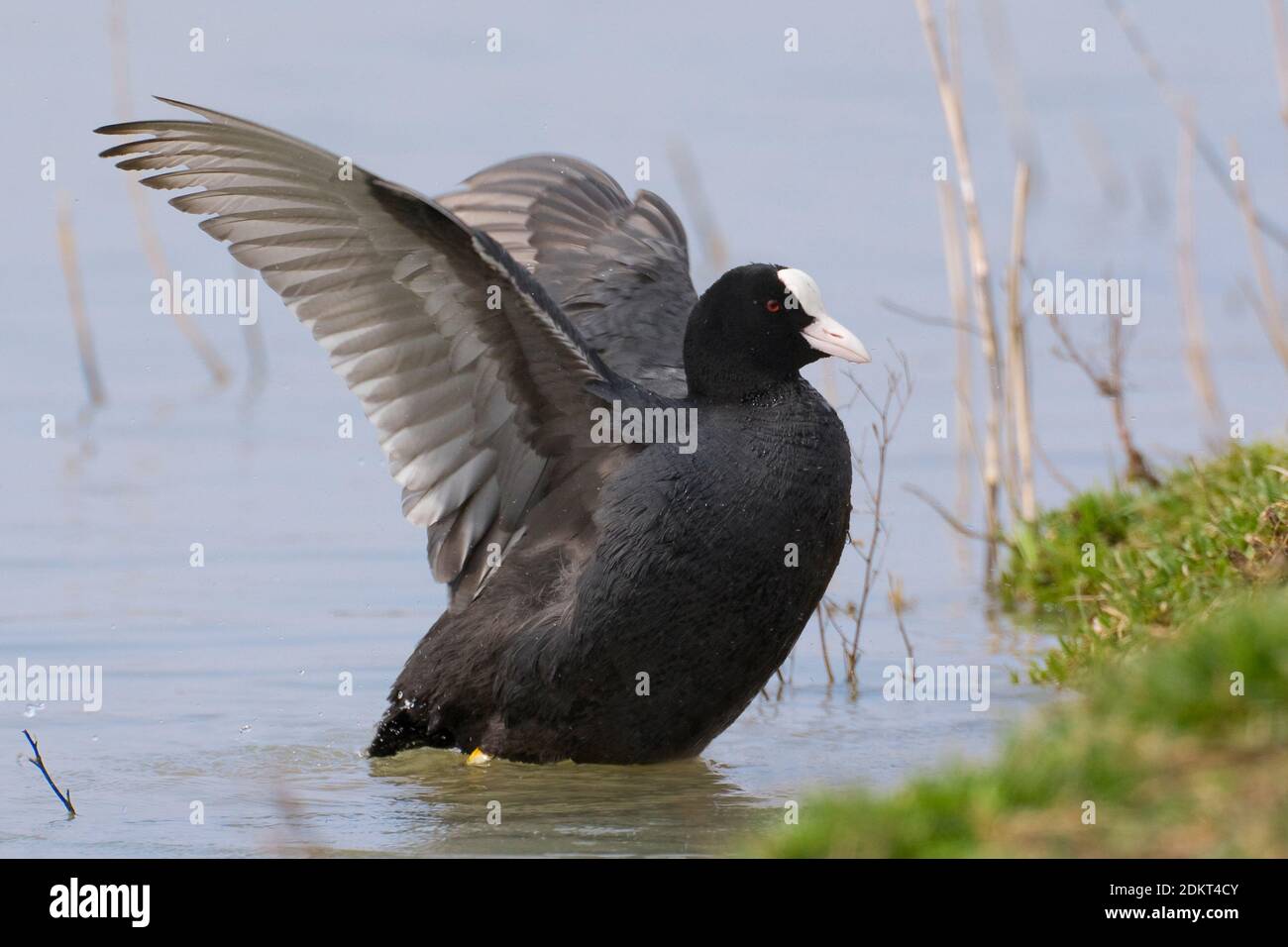 Meerkoet vleugels uit; Eurasian Coot wings spread Stock Photo - Alamy