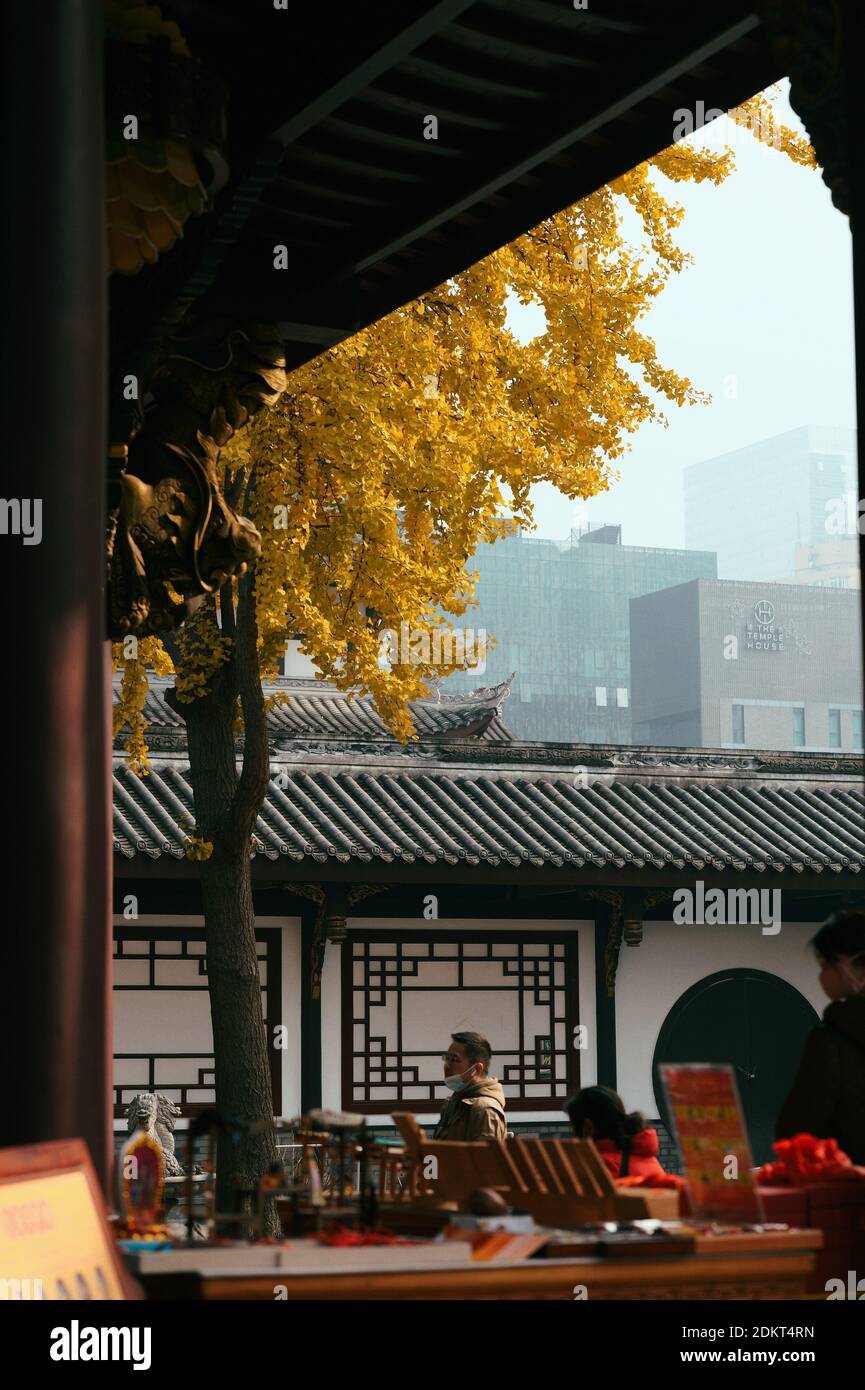 Ginkgo trees shine in golden color in the Daci Temple in winter in ...