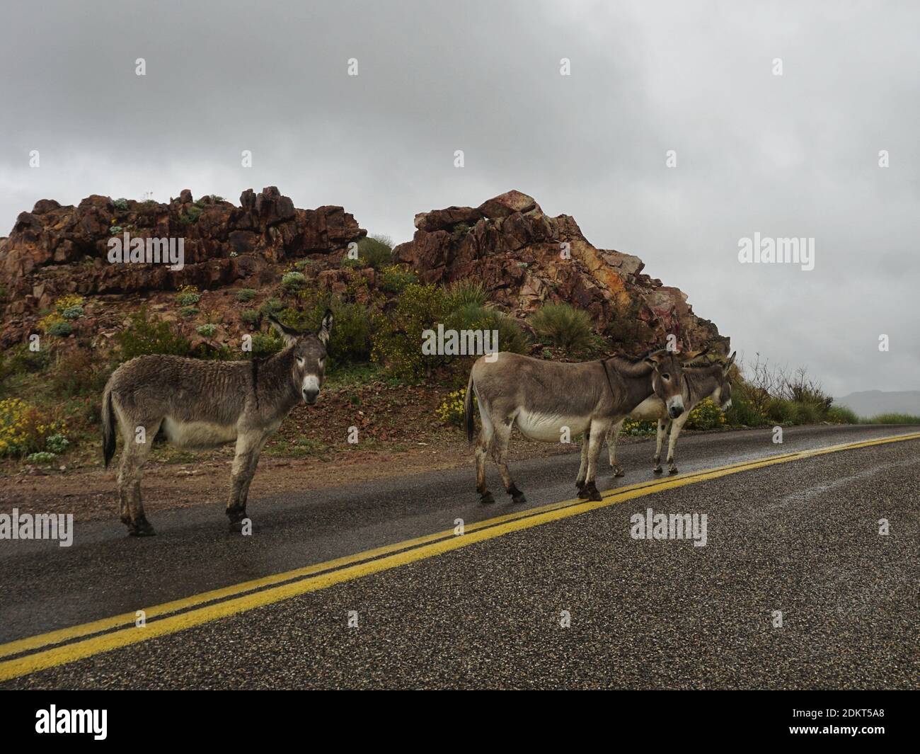 View Of Burros On Road Against Overcast Sky Stock Photo - Alamy