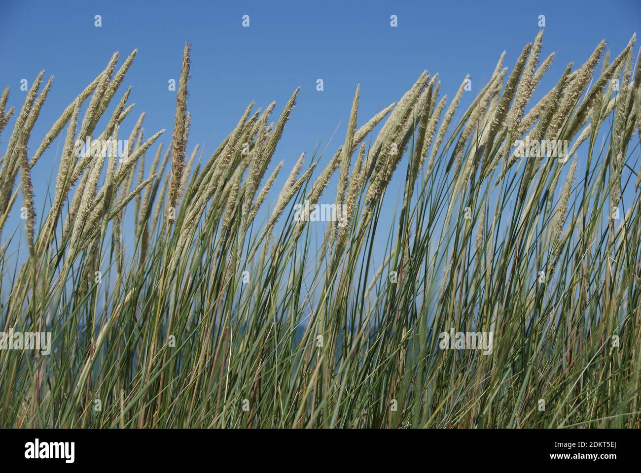 Helm grass hi-res stock photography and images - Alamy