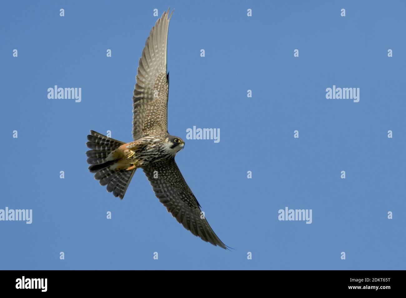 Eurasian Hobby flying; Boomvalk vliegend Stock Photo - Alamy