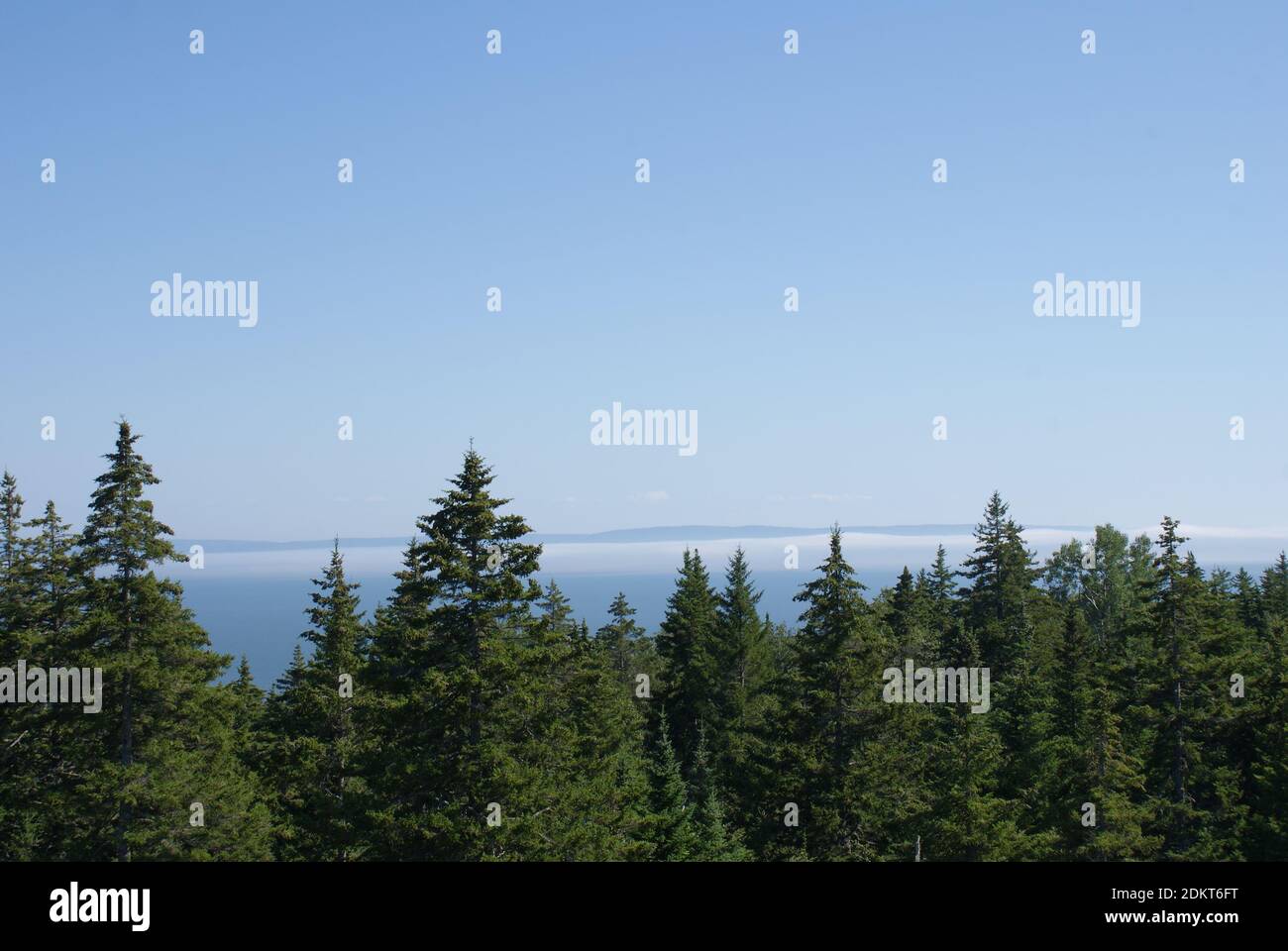 Pine trees in Canada Stock Photo - Alamy
