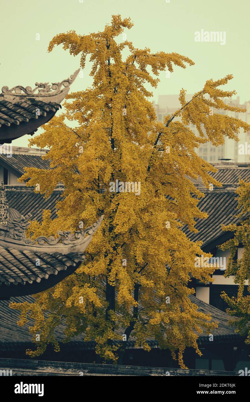 Ginkgo trees shine in golden color in the Daci Temple in winter in ...