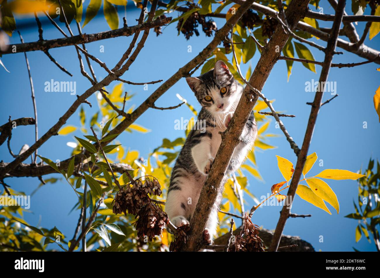 Cat on a tree. Climbing cat Stock Photo - Alamy