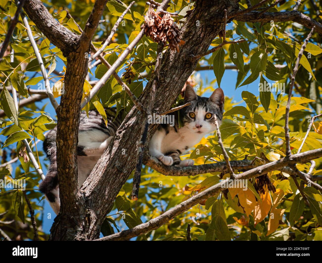 Emotions of a cat hi-res stock photography and images - Alamy