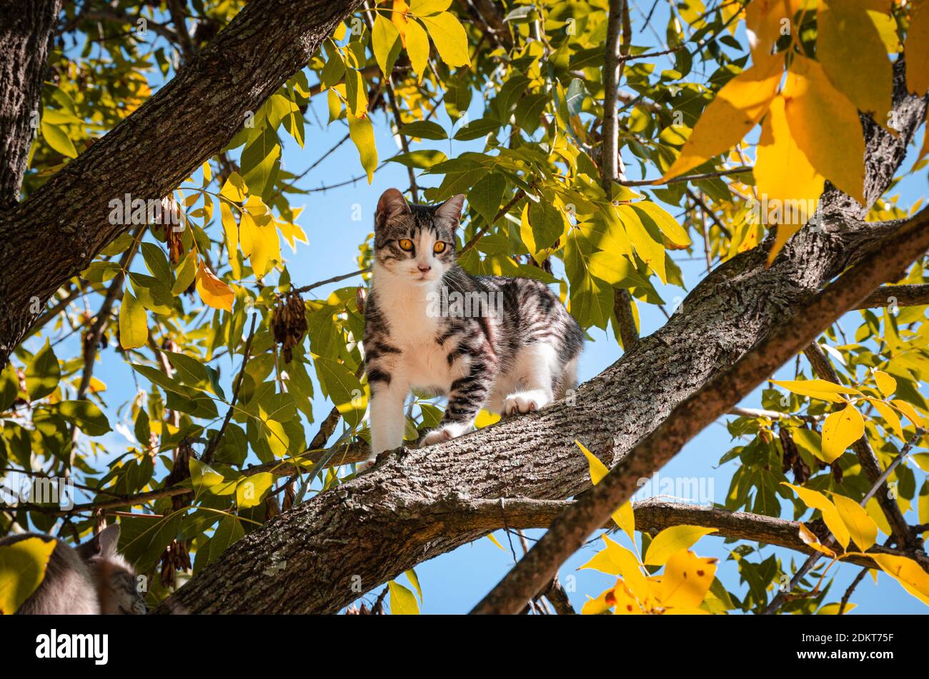 Cat on a tree. Climbing cat Stock Photo - Alamy