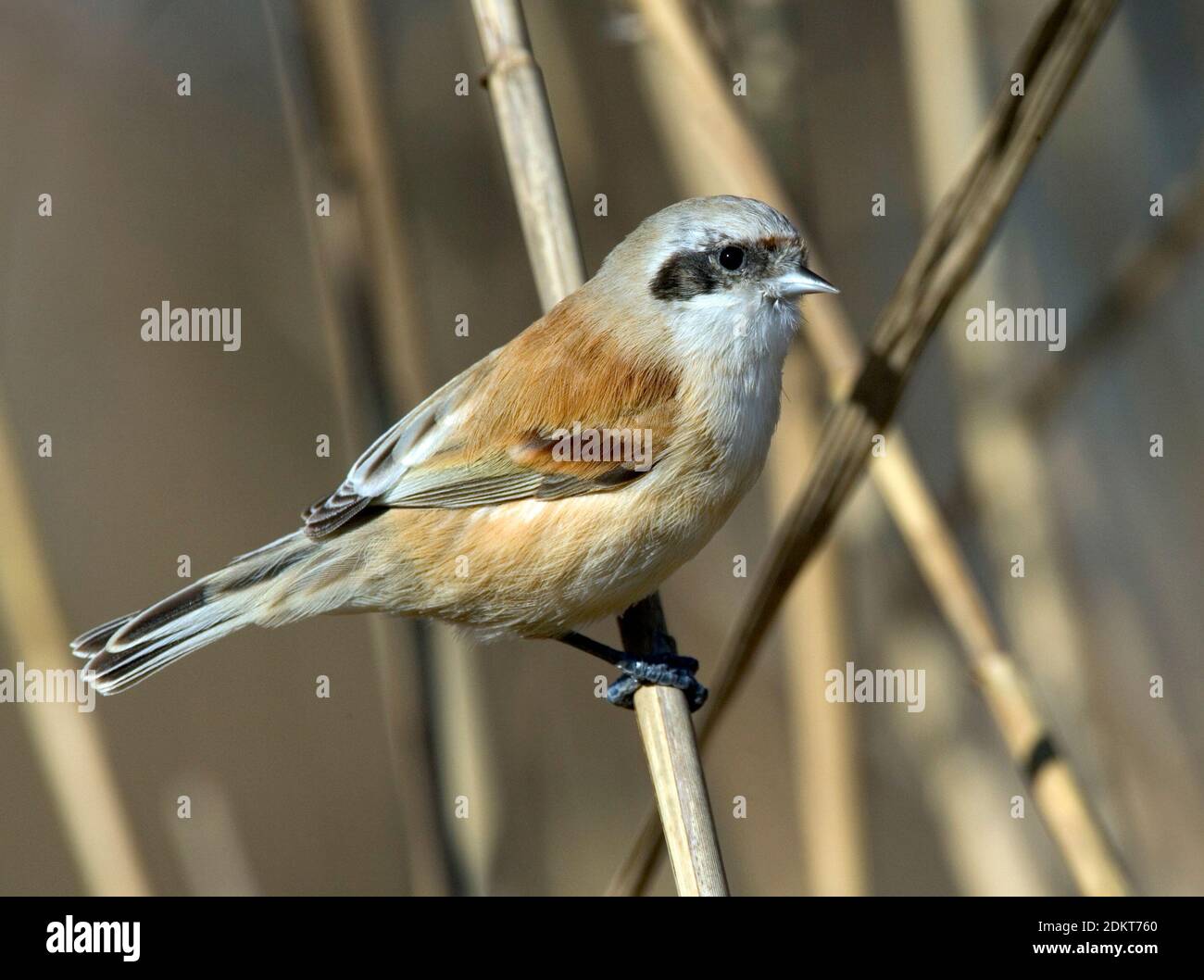 Buidelmees; Penduline Tit; Remiz pendulinus Stock Photo - Alamy