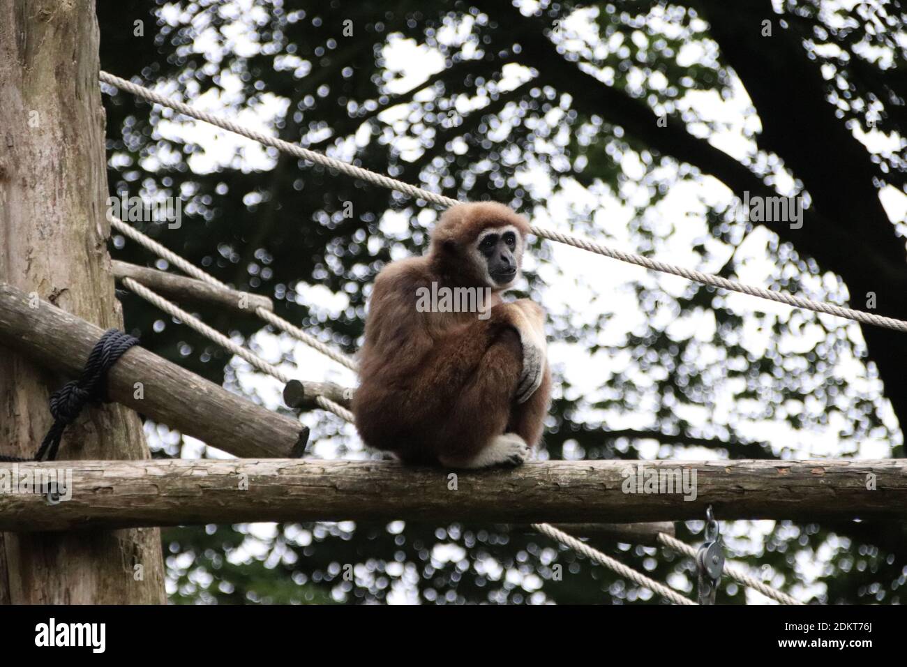 Zoos in the netherlands hi-res stock photography and images - Alamy