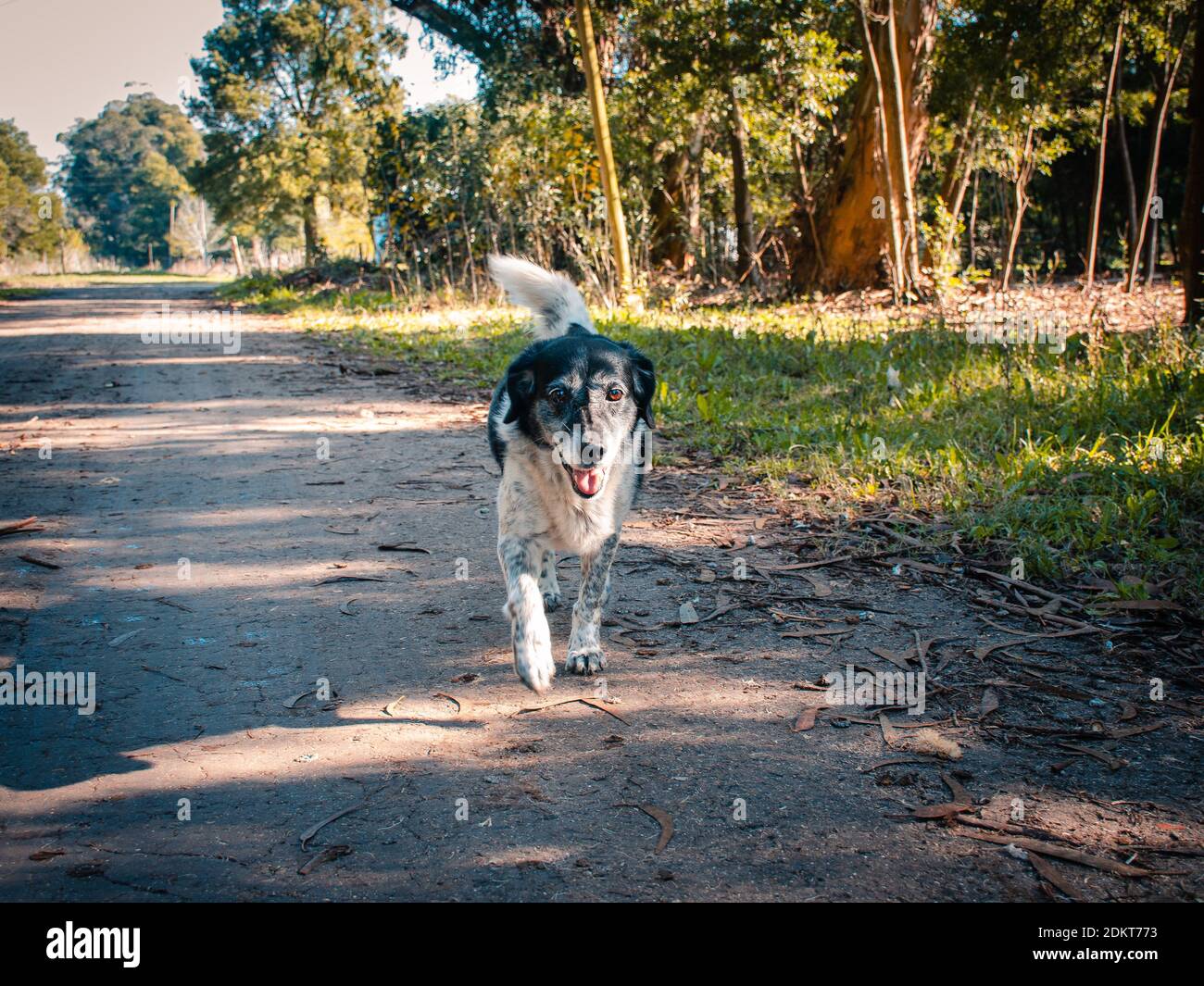 Dog's playing outside Stock Photo - Alamy