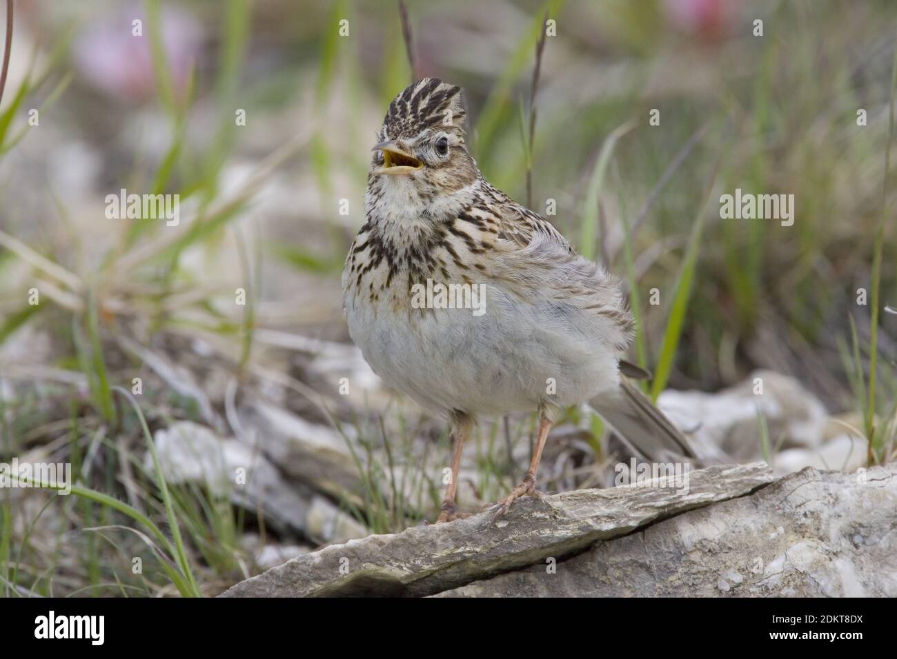 Eurasian Skylark perched; Veldleeuwerik zittend Stock Photo - Alamy
