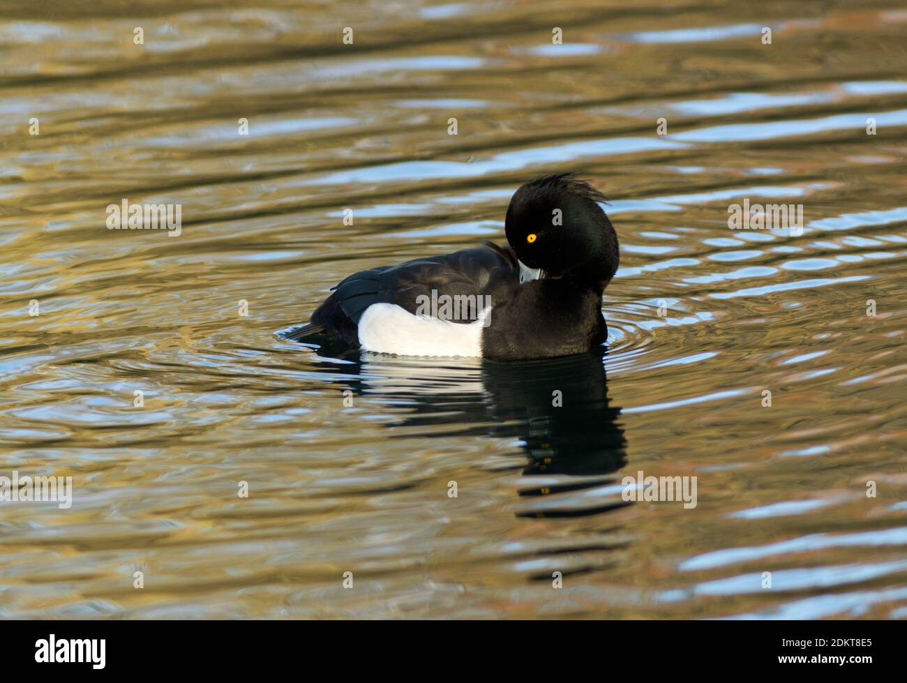 Tufted Ducks are common diving ducks found throughout the British Isles ...