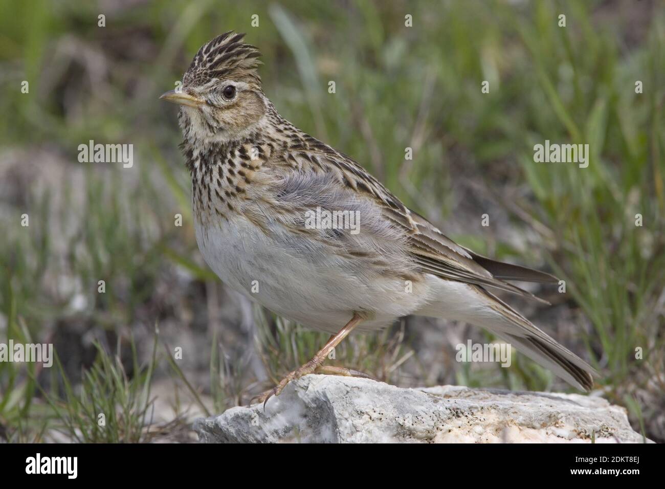 Eurasian Skylark perched; Veldleeuwerik staand Stock Photo - Alamy