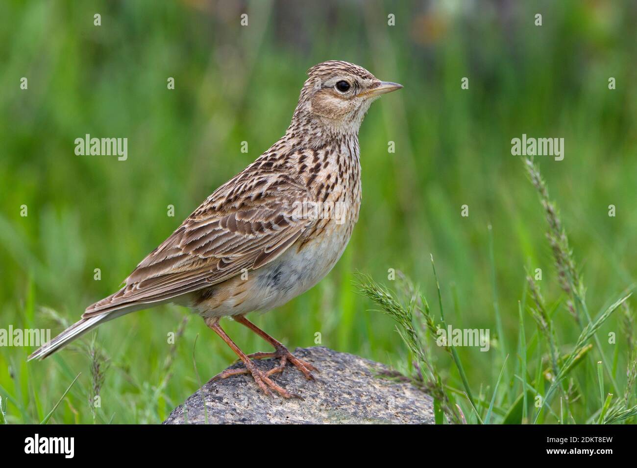 Veldleeuwerik op rots, Eurasian Skylark on rock Stock Photo - Alamy