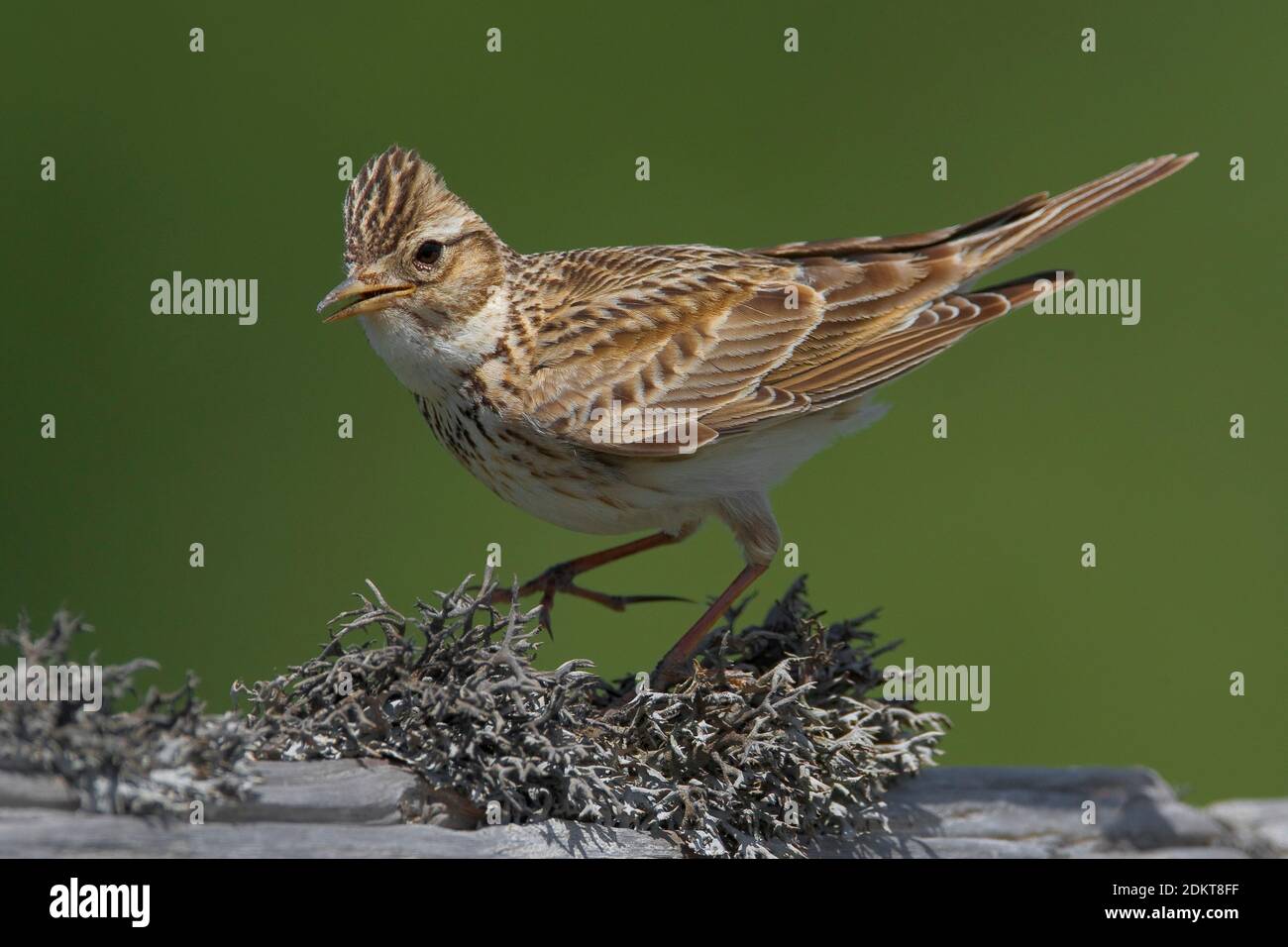 Veldleeuwerik; Eurasian Skylark Stock Photo - Alamy
