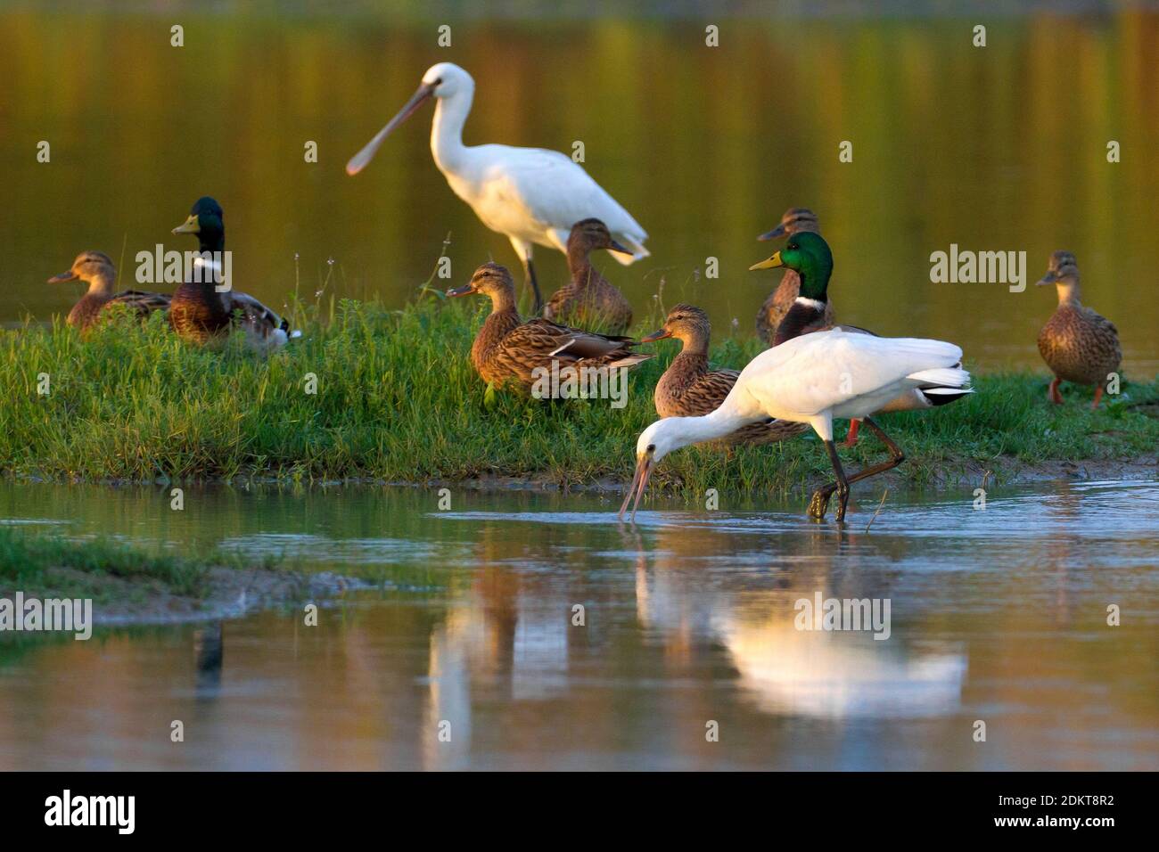 Foeragerende Lepelaar; Foraging Eurasian Spoonbill Stock Photo - Alamy
