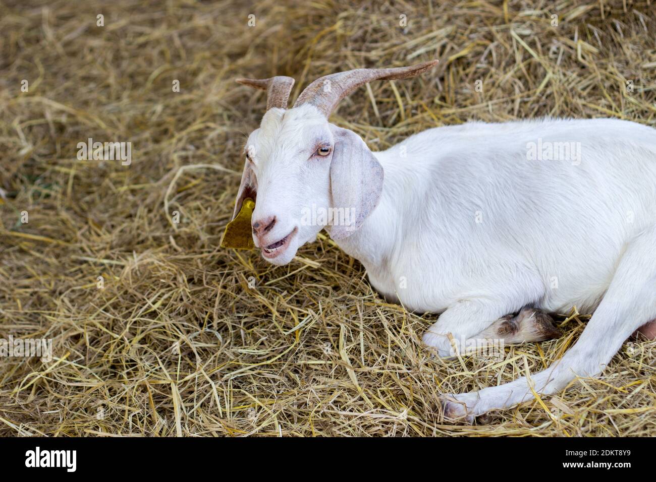 Lazy farmer hi-res stock photography and images - Alamy