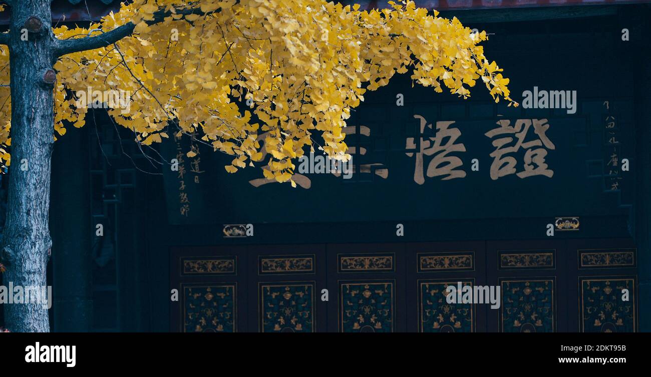 Ginkgo trees shine in golden color in the Daci Temple in winter in ...