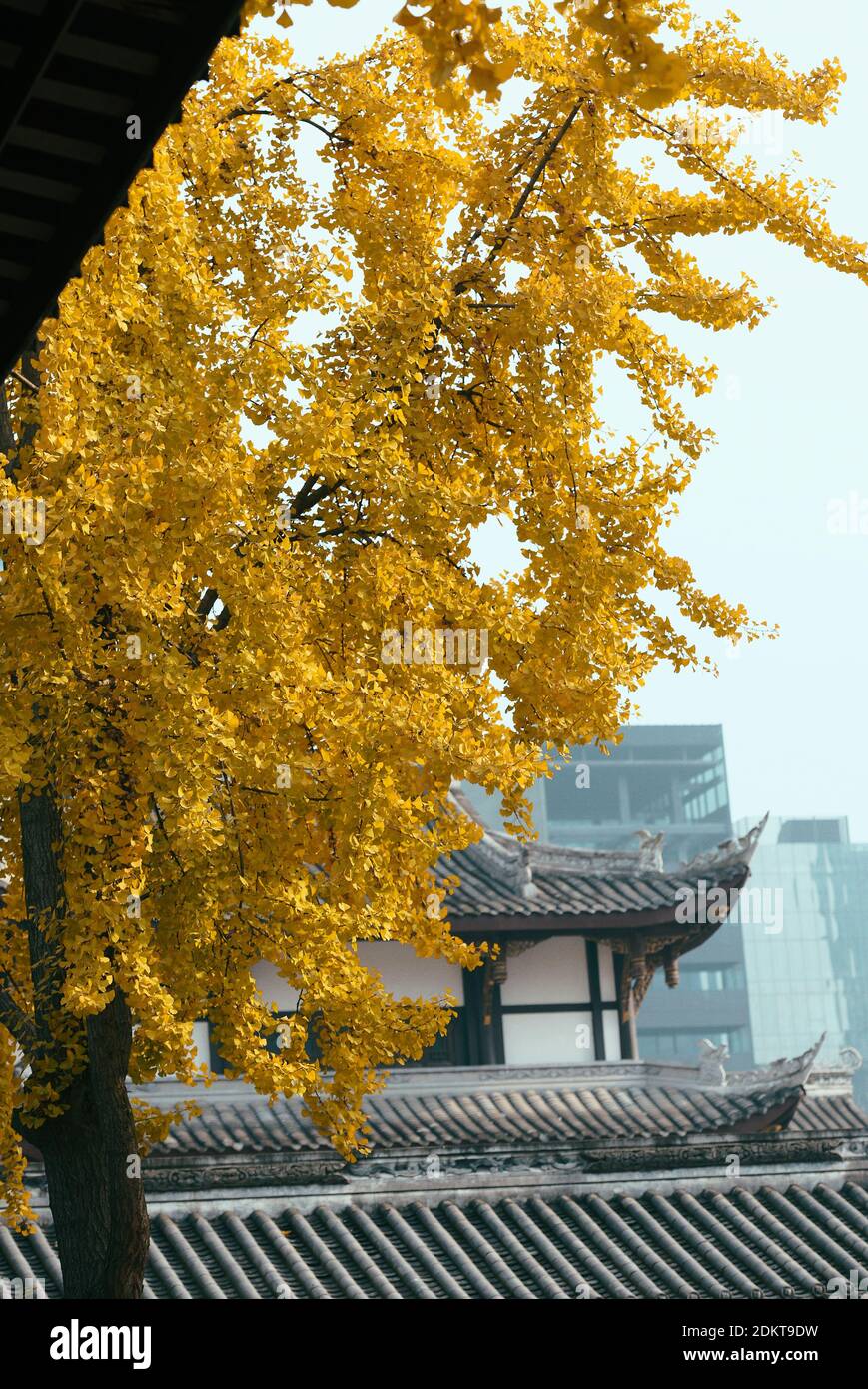 Ginkgo trees shine in golden color in the Daci Temple in winter in ...