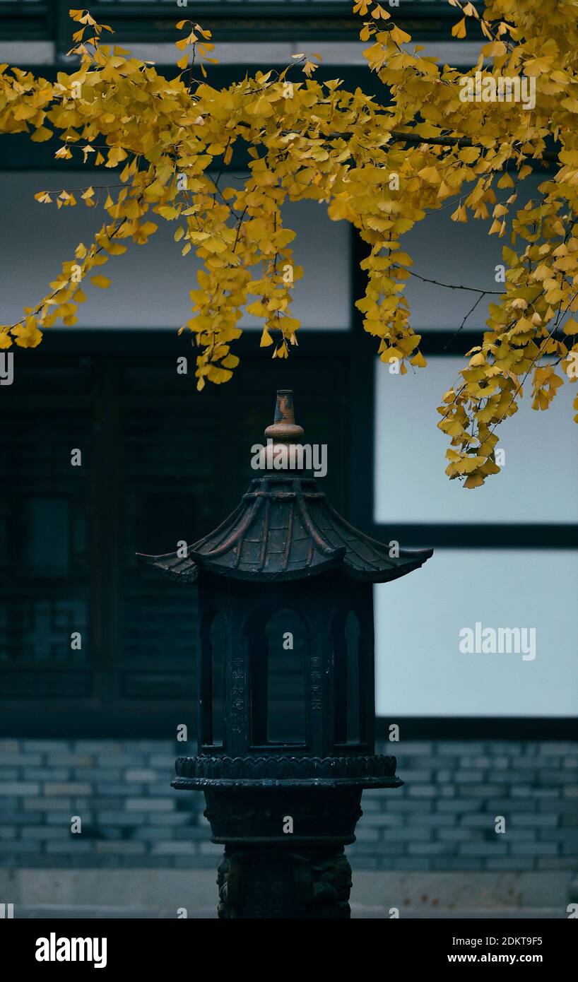 Ginkgo trees shine in golden color in the Daci Temple in winter in ...