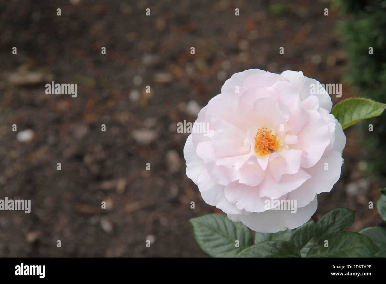 Pale pink garden rose hi-res stock photography and images - Alamy
