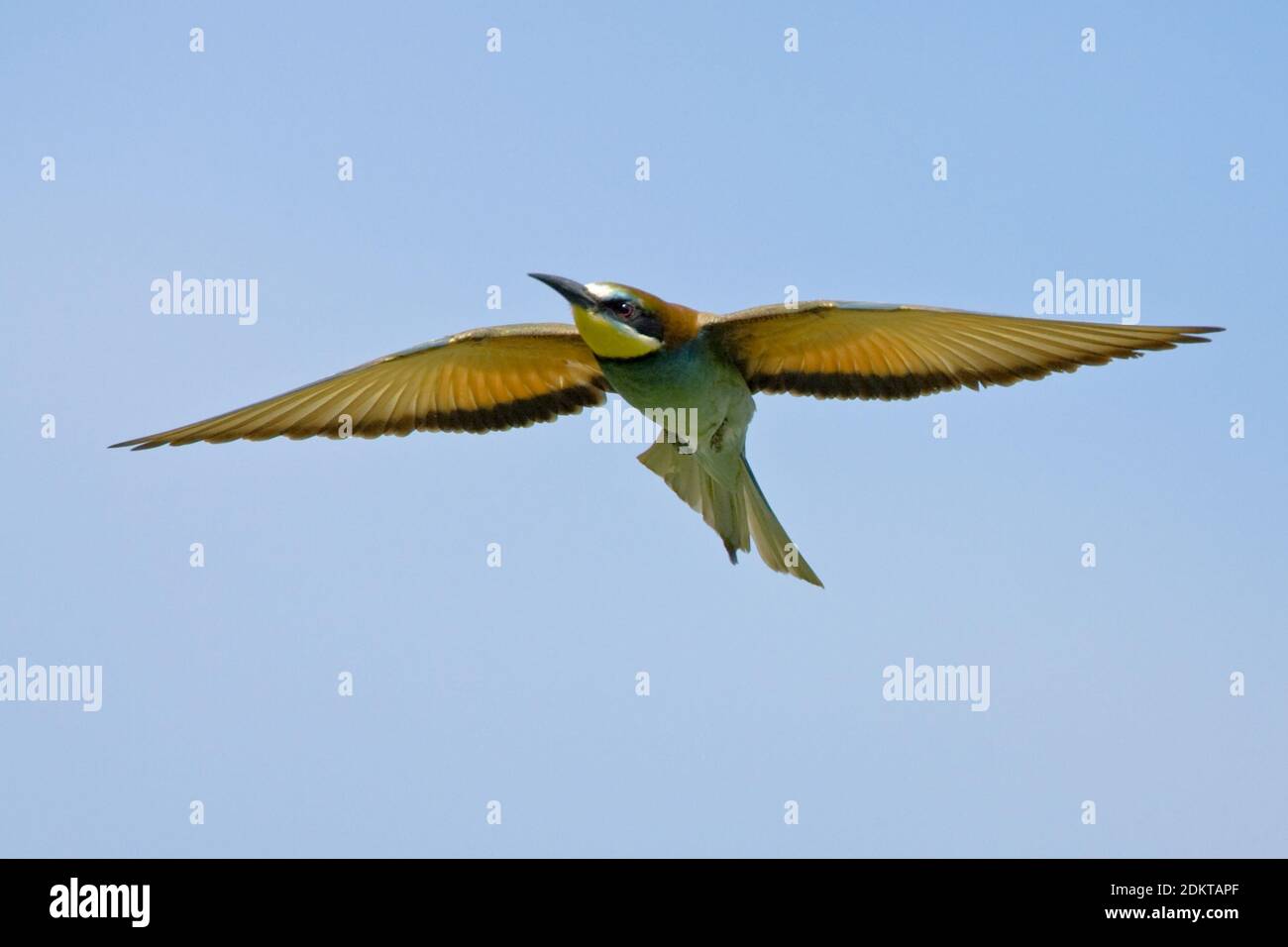 European Bee-eater flying; Bijeneter vliegend Stock Photo - Alamy