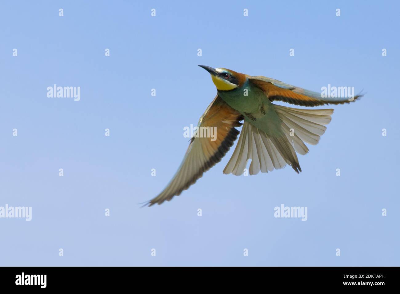European Bee-eater flying; Bijeneter vliegend Stock Photo - Alamy
