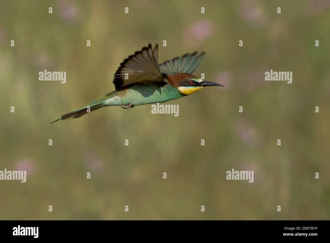 European Bee-eater flying; Bijeneter vliegend Stock Photo - Alamy