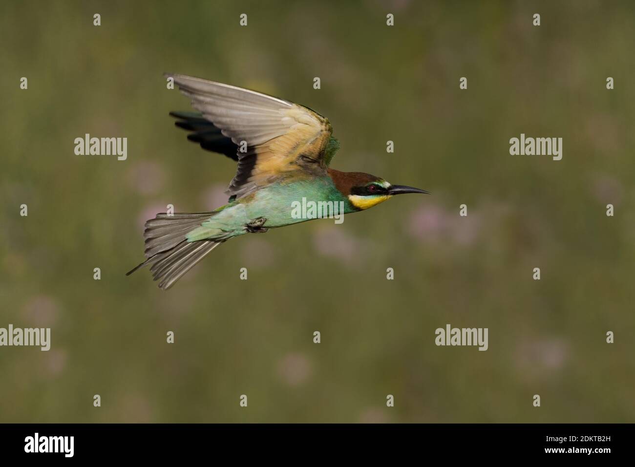European Bee-eater flying; Bijeneter vliegend Stock Photo - Alamy