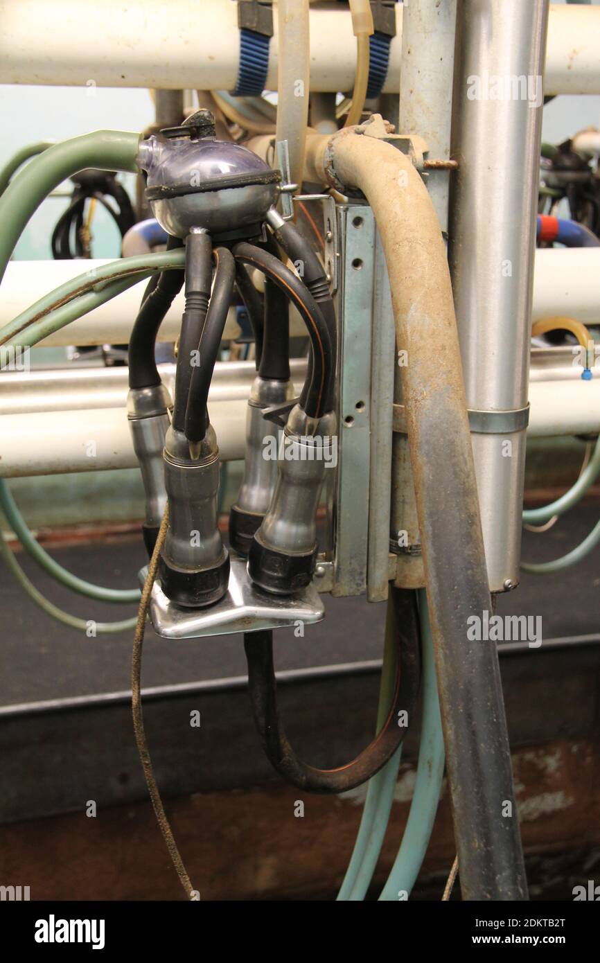 A Cluster Arrangement in a Dairy Cow Milking Parlour Stock Photo - Alamy