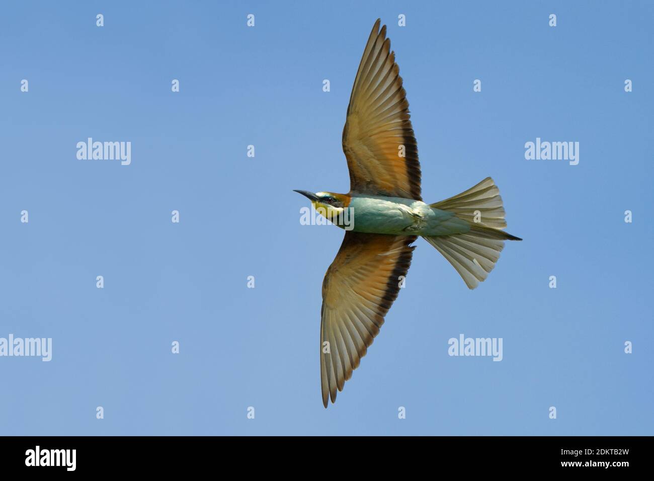 European Bee-eater flying; Bijeneter vliegend Stock Photo - Alamy