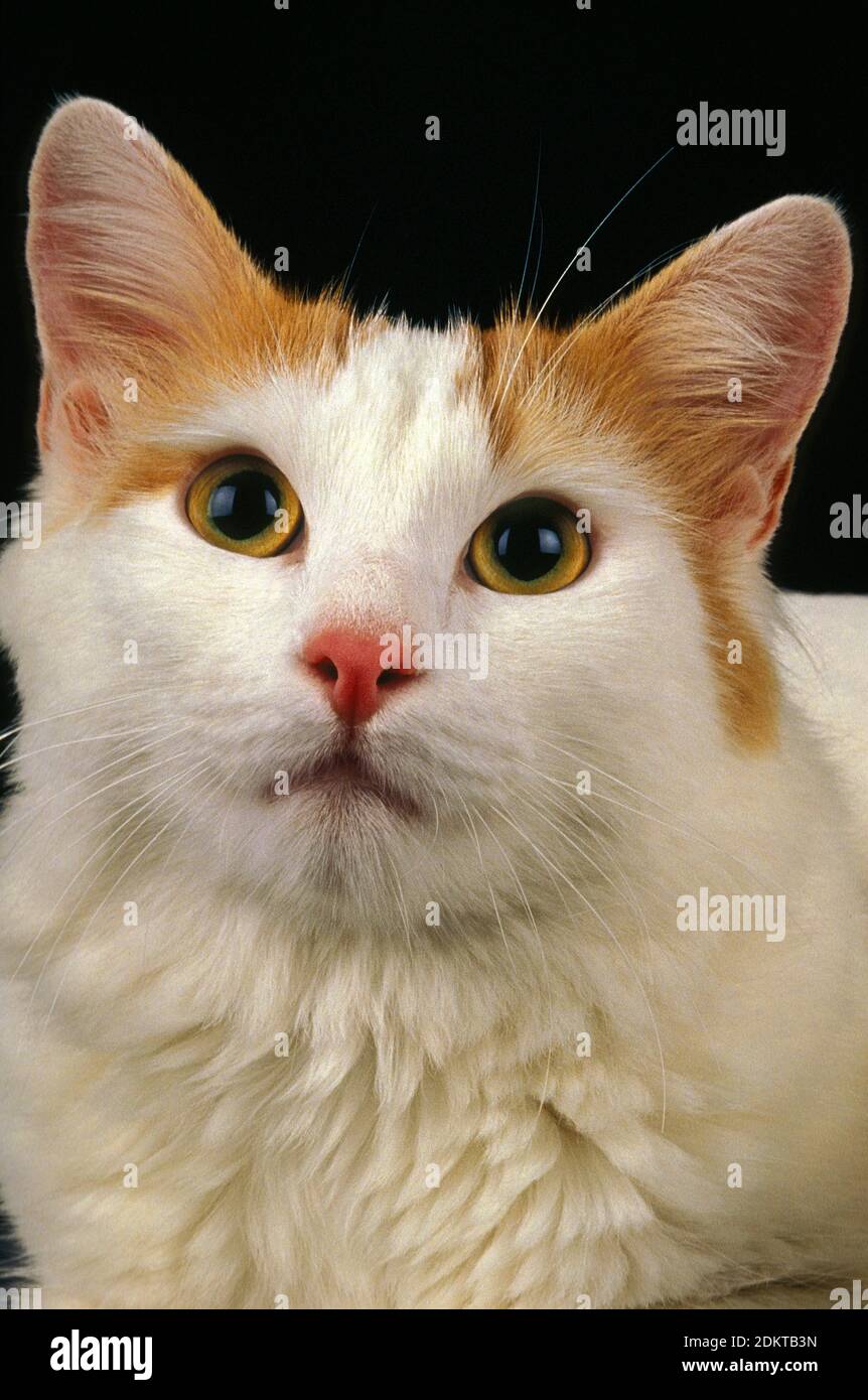 Black turkish van cat hi-res stock photography and images - Alamy