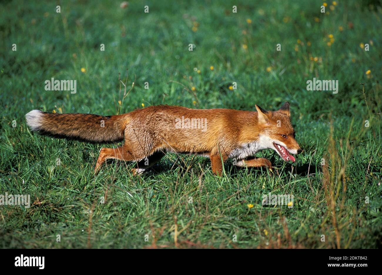 Red Fox, vulpes vulpes, Adult, Normandy Stock Photo - Alamy