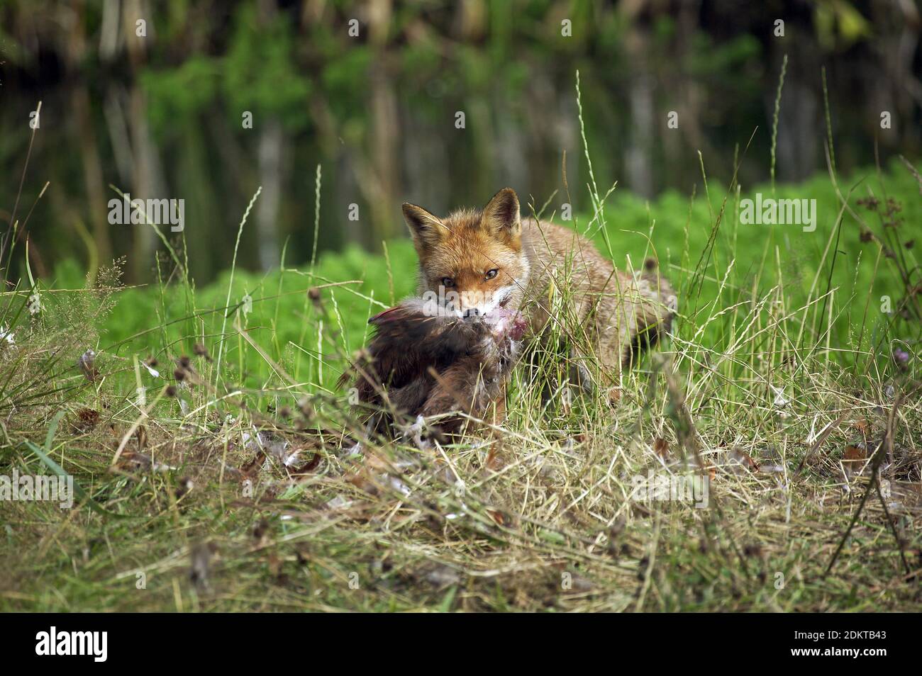 Red fox with pheasant kill hi-res stock photography and images - Alamy