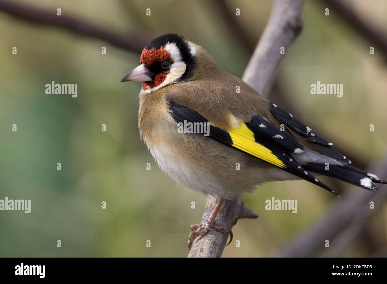 European Goldfinch; Putter Stock Photo - Alamy