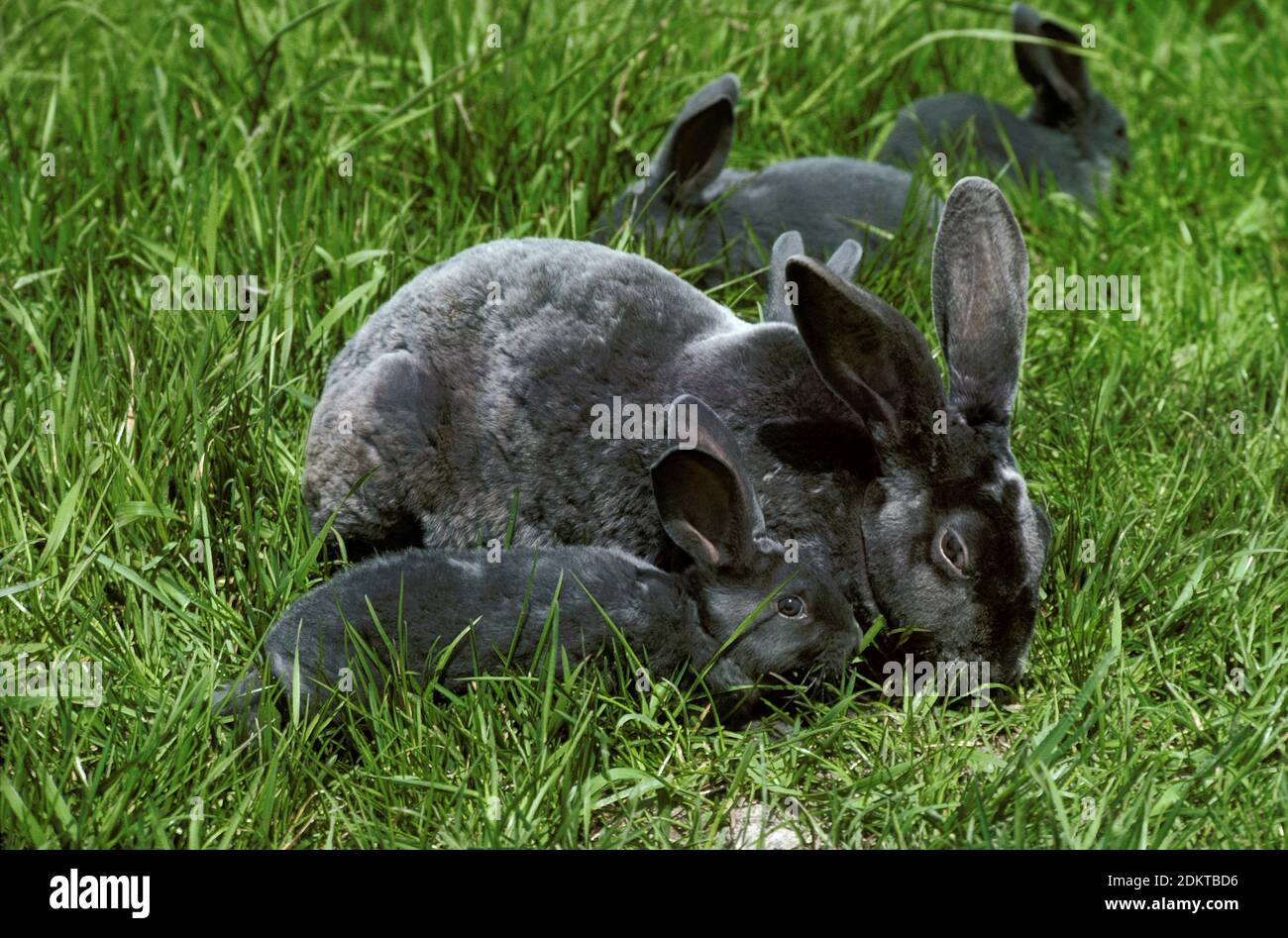 Rex Domestic Rabbit, French Breed from Sarthe, Mother with Young Stock ...