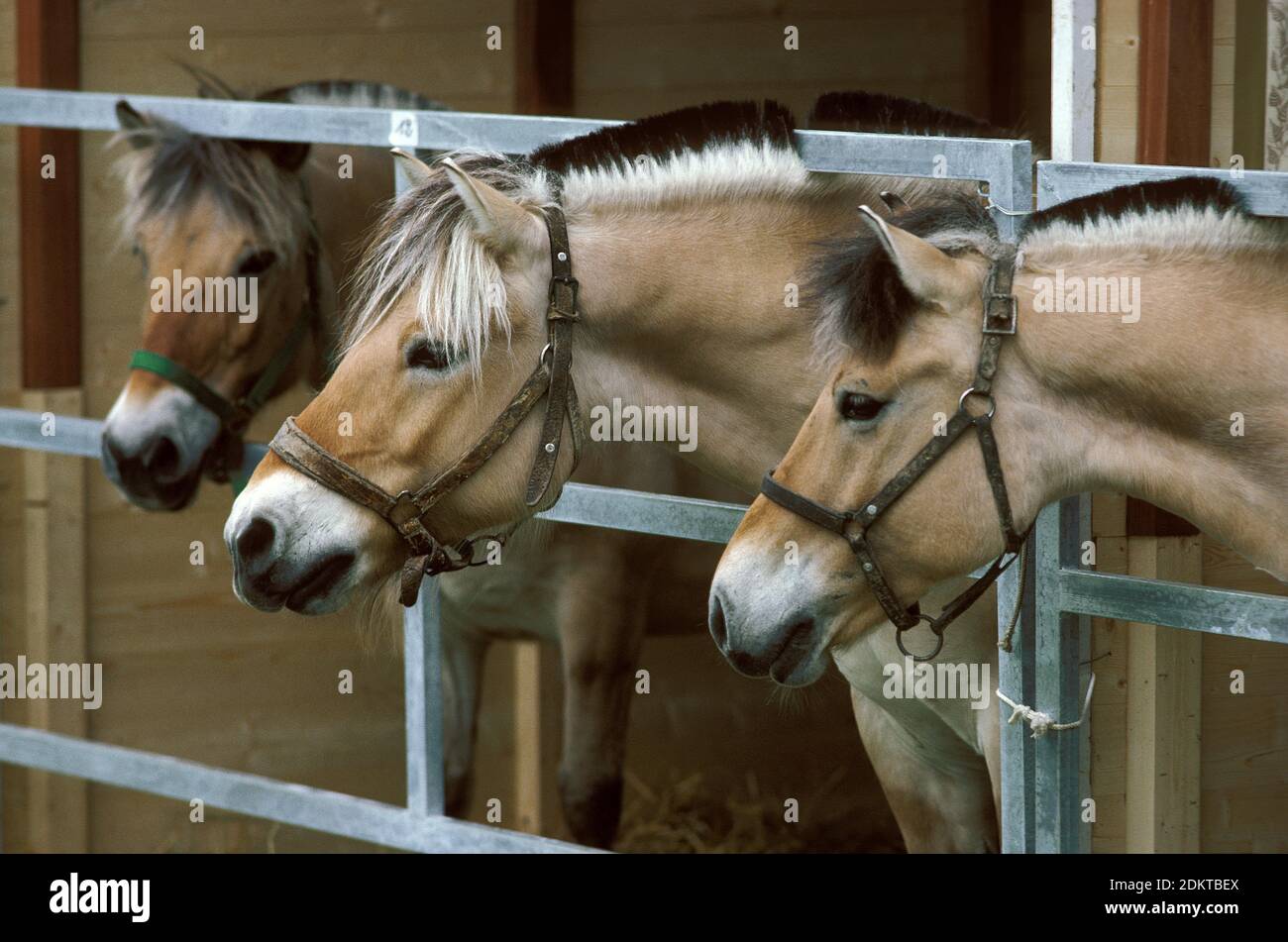 Fjordhest Norvegian Pony at Stable Stock Photo - Alamy